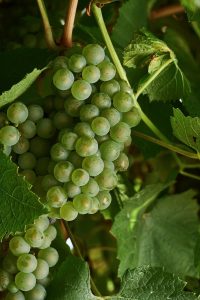 Varieties - Barossa
